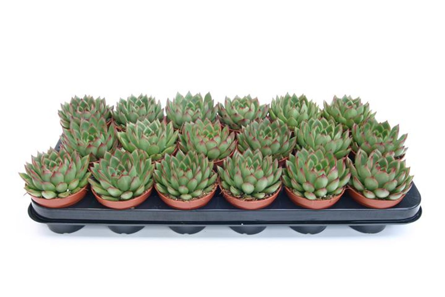 Echeveria agavoides 'Red Tip' — Plant Wholesale FlorAccess
