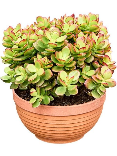 Crassula ovata 'Minor' — Plant Wholesale FlorAccess
