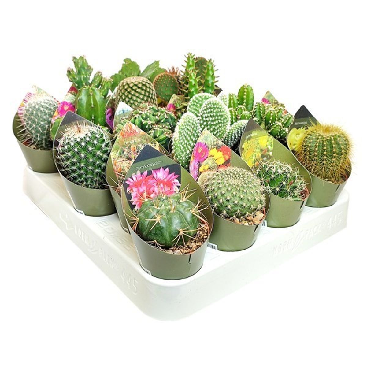 Cactus MIX — Plant Wholesale FlorAccess