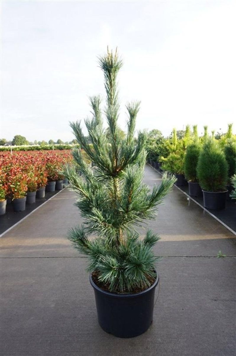 Pinus flexilis 'Vanderwolf's Pyramid' — Plant Wholesale FlorAccess