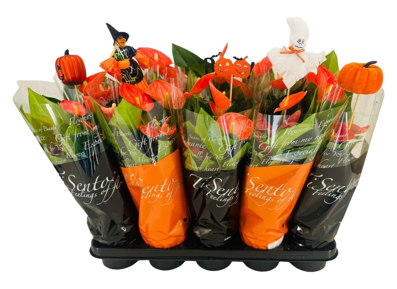 Anthurium ANDRAEANUM MIX — Mayorista de plantas FlorAccess