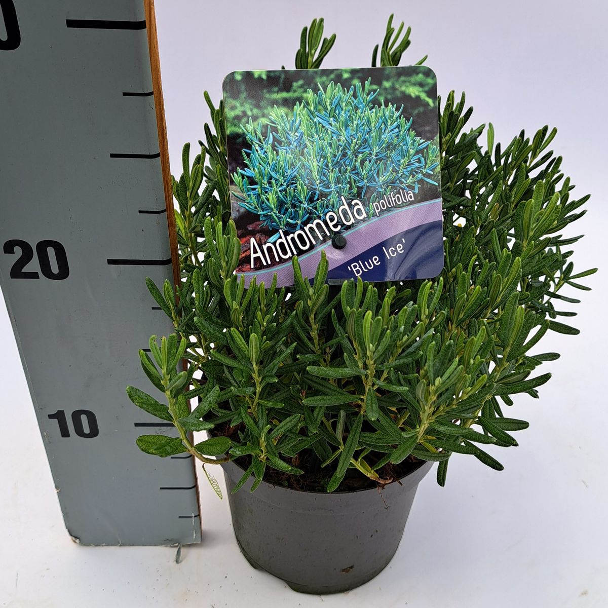 Andromeda polifolia 'Blue Ice' — Plant Wholesale FlorAccess