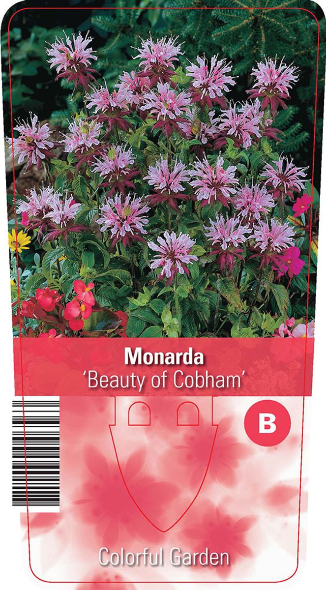 Monarda 'Beauty of Cobham' — Plant Wholesale FlorAccess