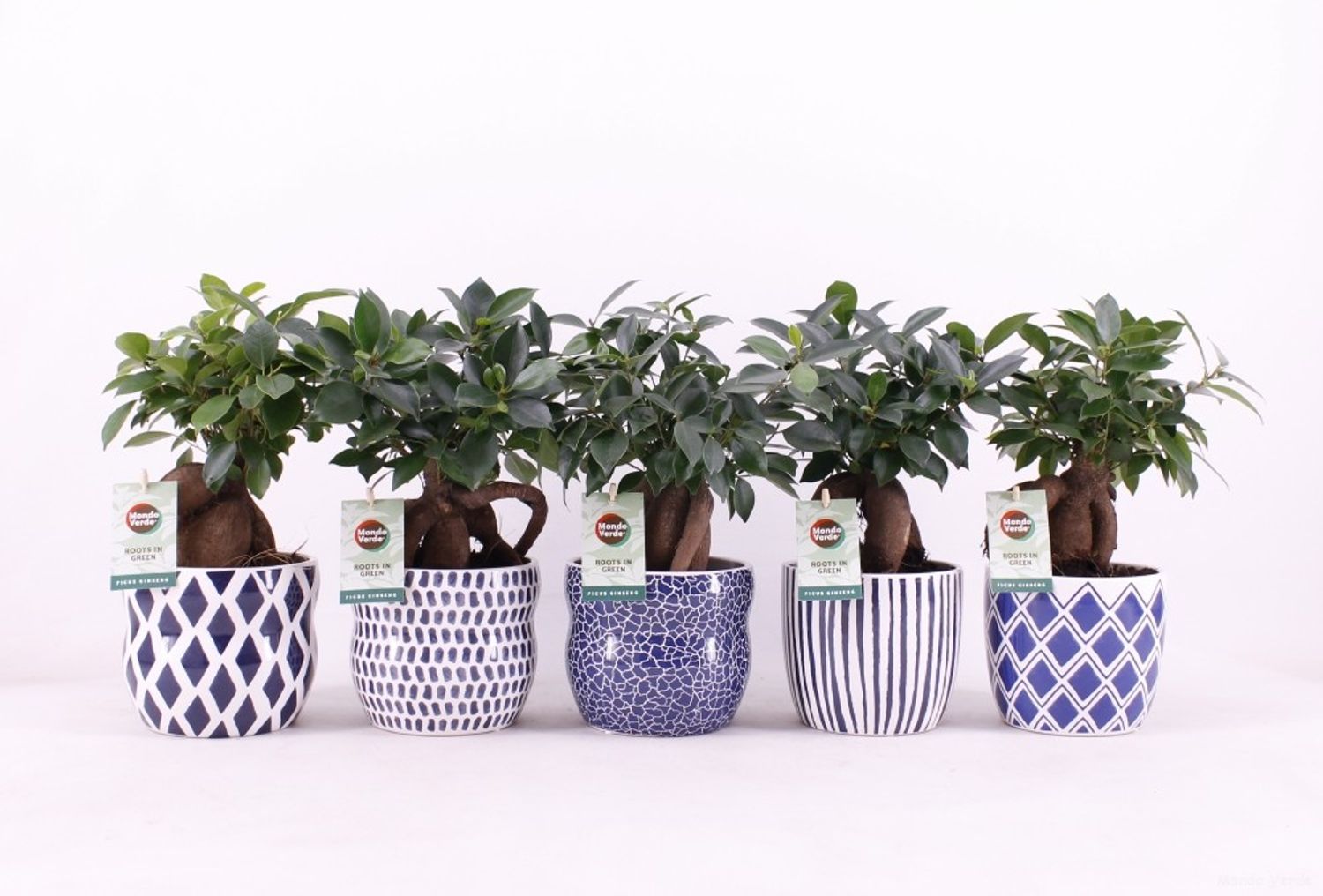 Ficus retusa — Plant Wholesale FlorAccess