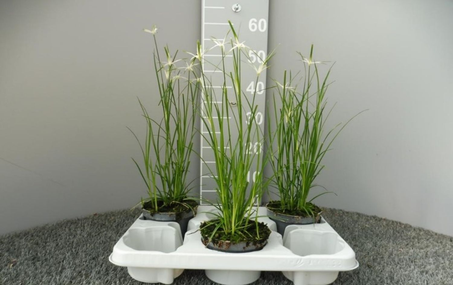 Rhynchospora colorata — Plant Wholesale FlorAccess