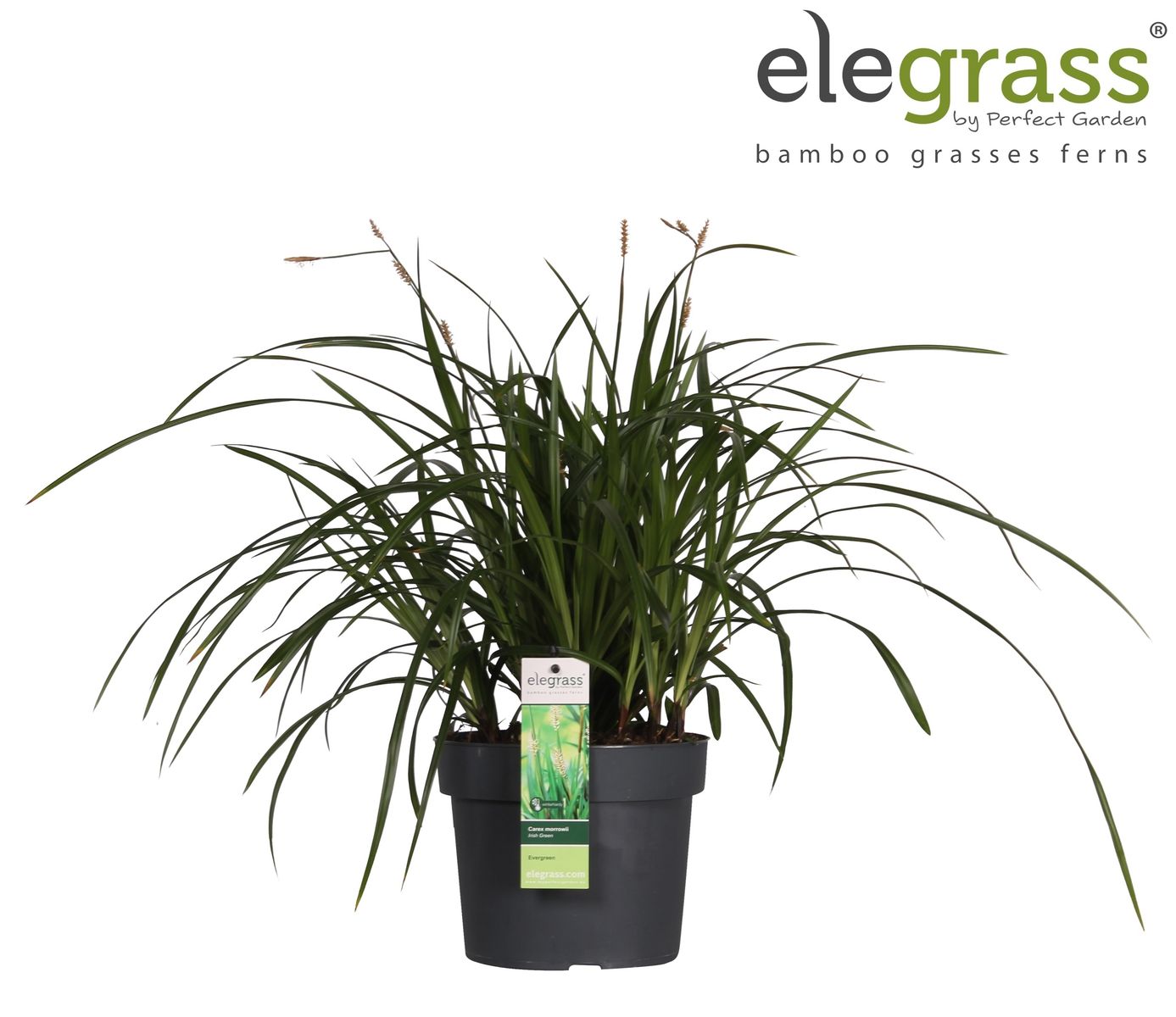 Carex morrowii irish green store