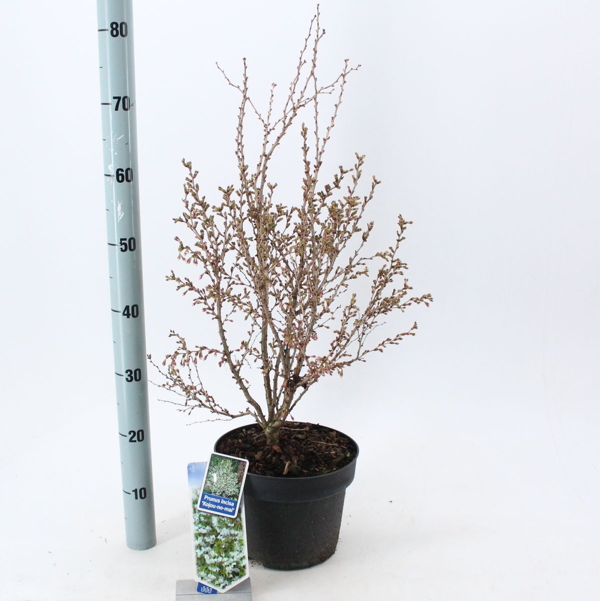 Prunus incisa 'Kojou-no-mai' — Plant Wholesale FlorAccess