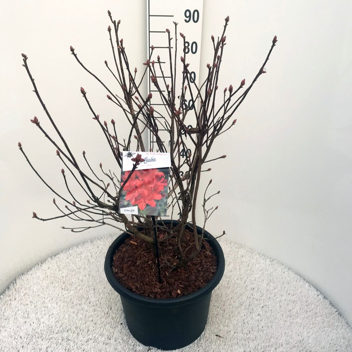 Rhododendron 'Satan' (AK) — Plant Wholesale FlorAccess