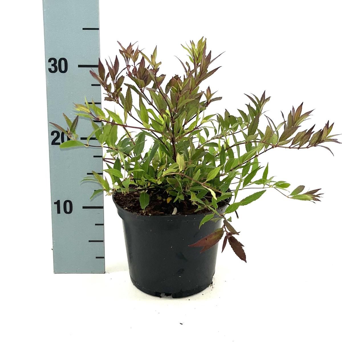 Deutzia gracilis 'Nikko' — Plant Wholesale FlorAccess
