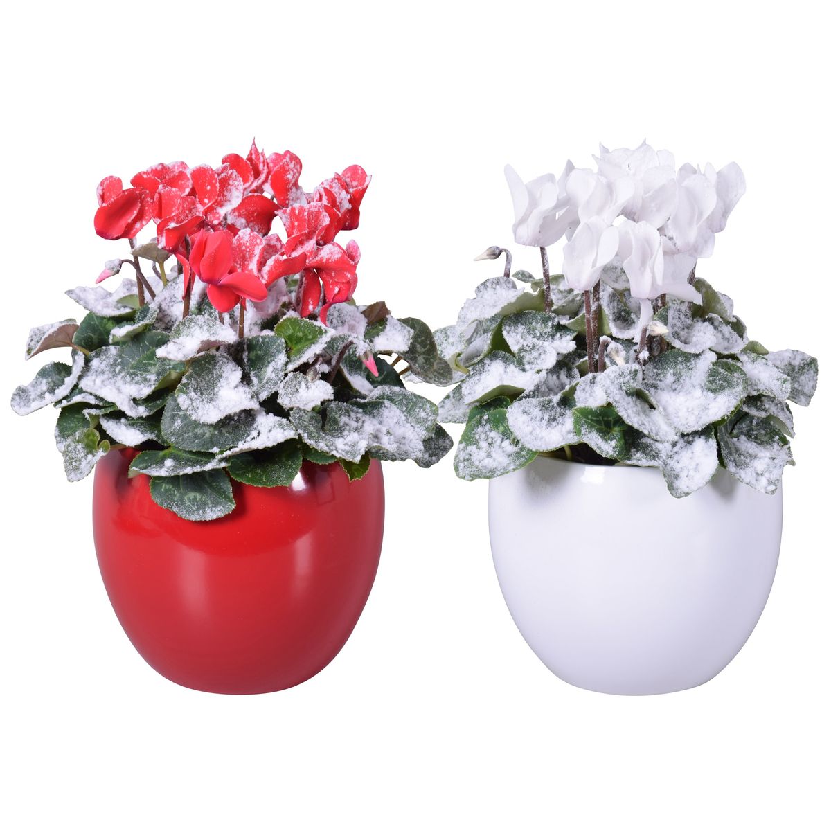 Cyclamen persicum SUPER SERIE S ALLURE MIX — Plant Wholesale FlorAccess