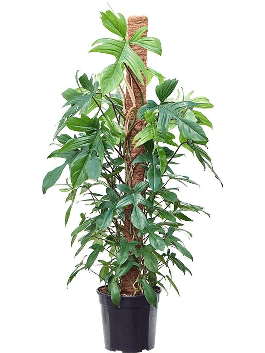 Philodendron FLORIDA BEAUTY — Plant Wholesale FlorAccess