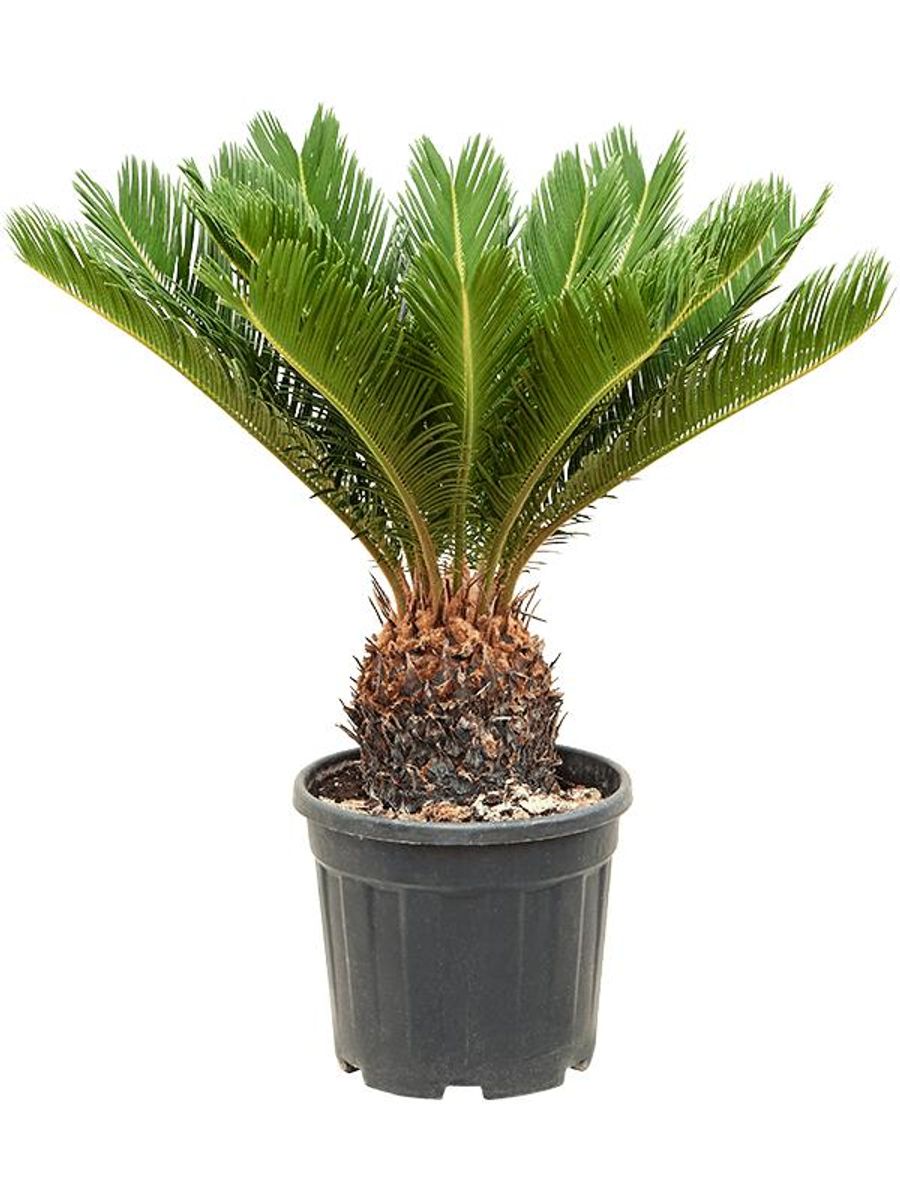 Cycas revoluta — Plant Wholesale FlorAccess