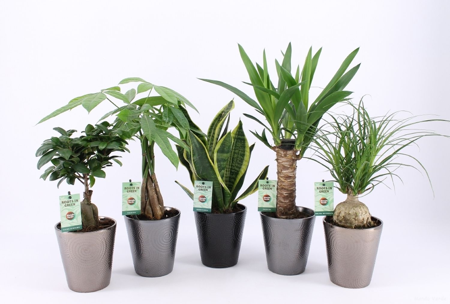Houseplants MIX — Plant Wholesale FlorAccess