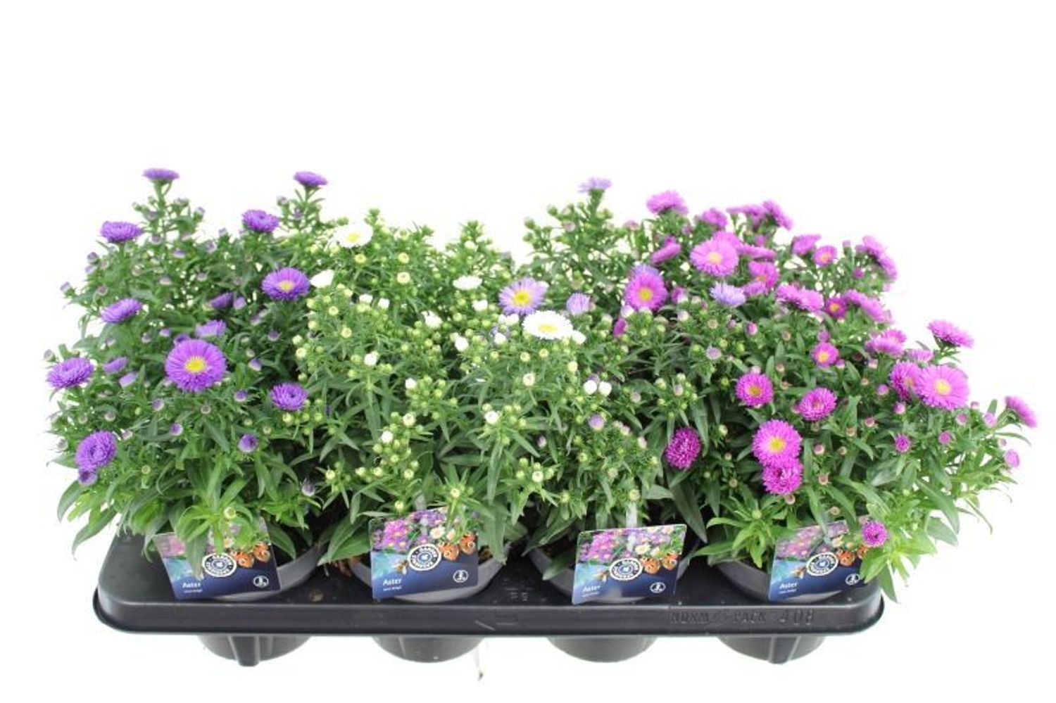 Aster MIX — Plant Wholesale FlorAccess