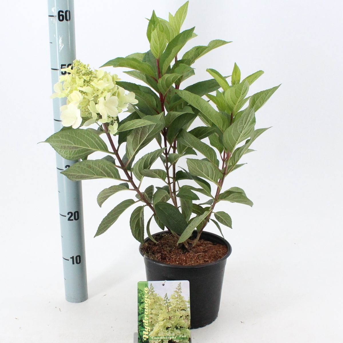 Hydrangea paniculata CANDLELIGHT — Plant Wholesale FlorAccess