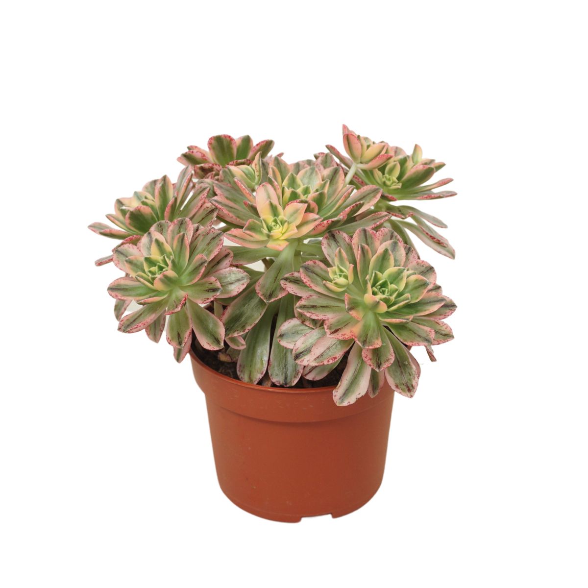 Aeonium 'Sweet Tea' — Plant Wholesale FlorAccess