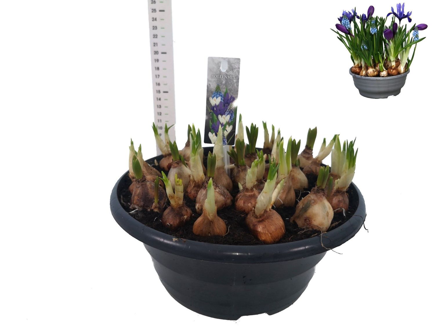 Bulbous plants MIX IN POT — Plant Wholesale FlorAccess
