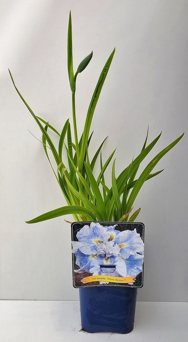 Iris ensata 'Wave Action' — Plant Wholesale FlorAccess