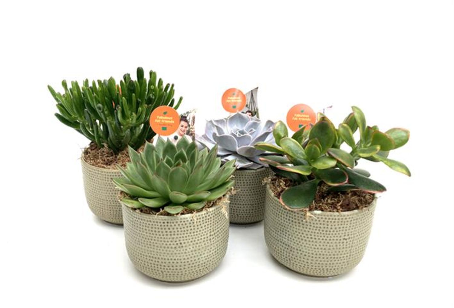 Succulents MIX — Plant Wholesale FlorAccess