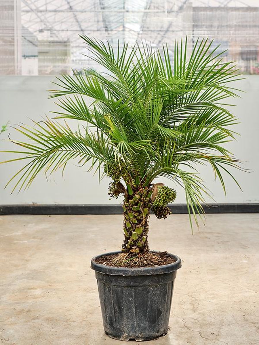 Phoenix roebelenii — Plant Wholesale FlorAccess