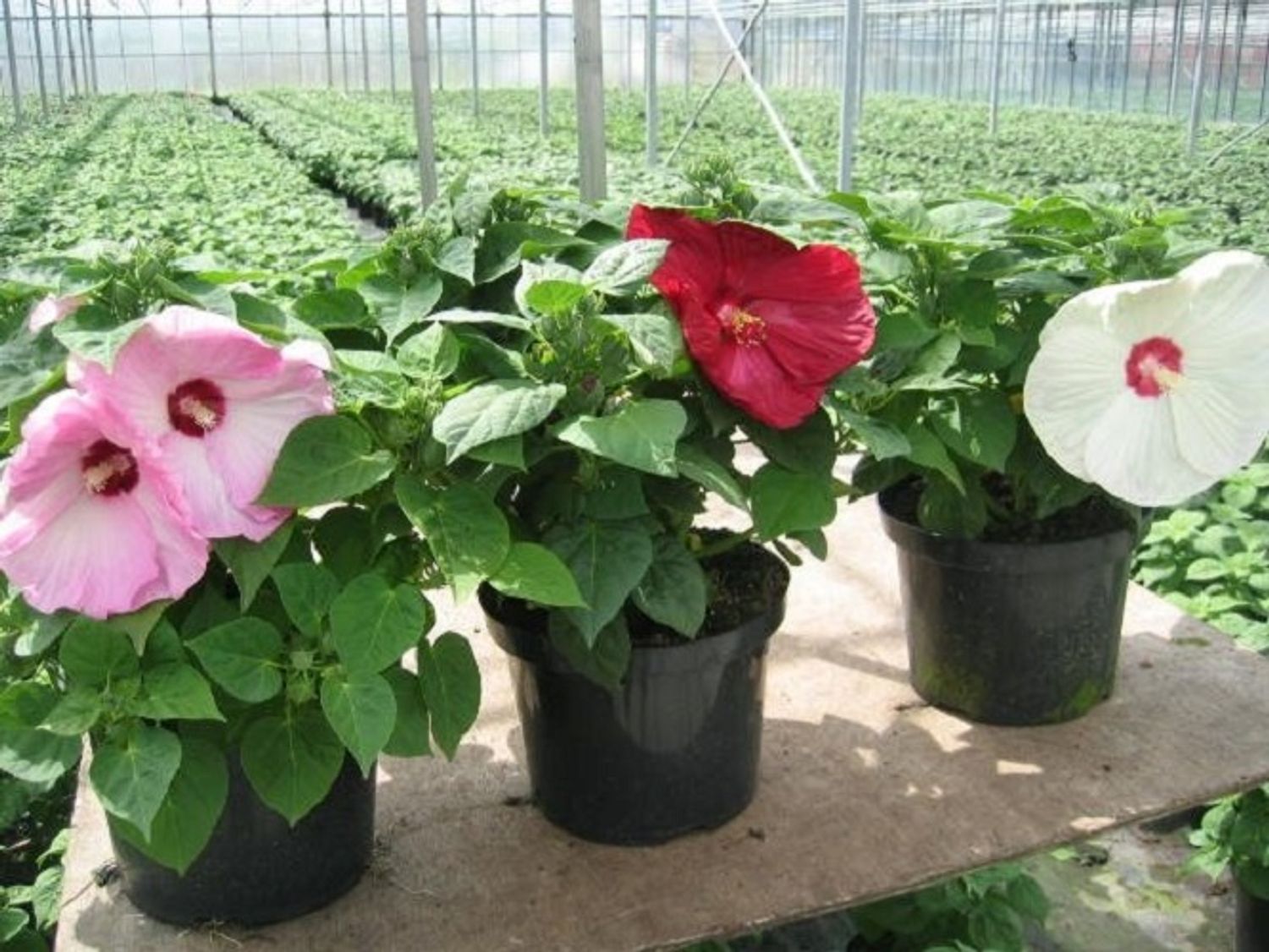 Hibiscus moscheutos LUNA RED — Plant Wholesale FlorAccess