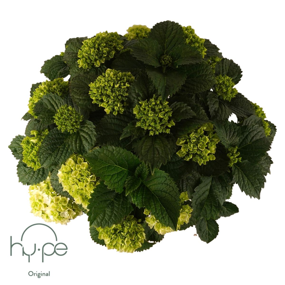 Hydrangea macrophylla MOPHEAD WHITE — Plant Wholesale FlorAccess