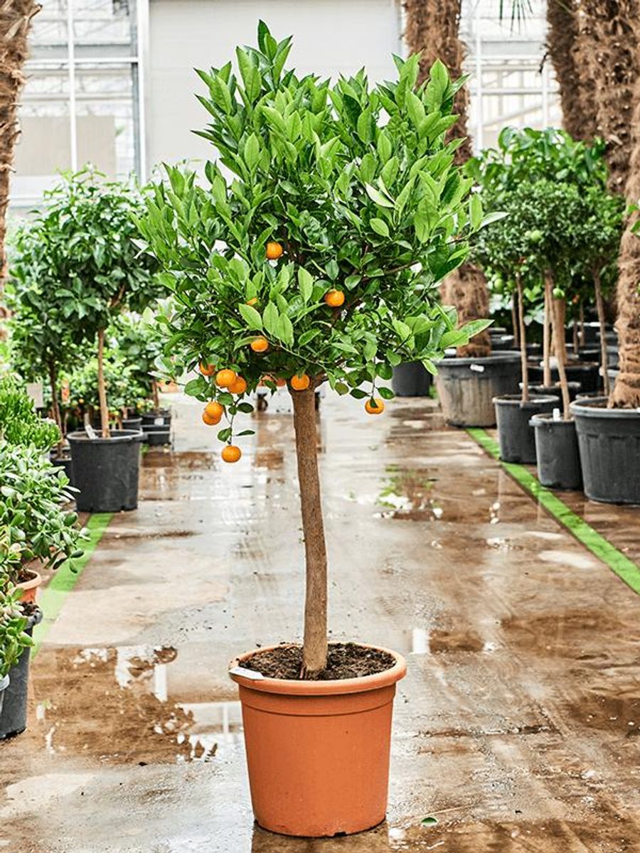 Citrus x microcarpa 'Variegata' — Plant Wholesale FlorAccess