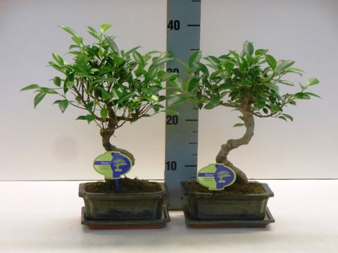 Ficus microcarpa — Plant Wholesale FlorAccess