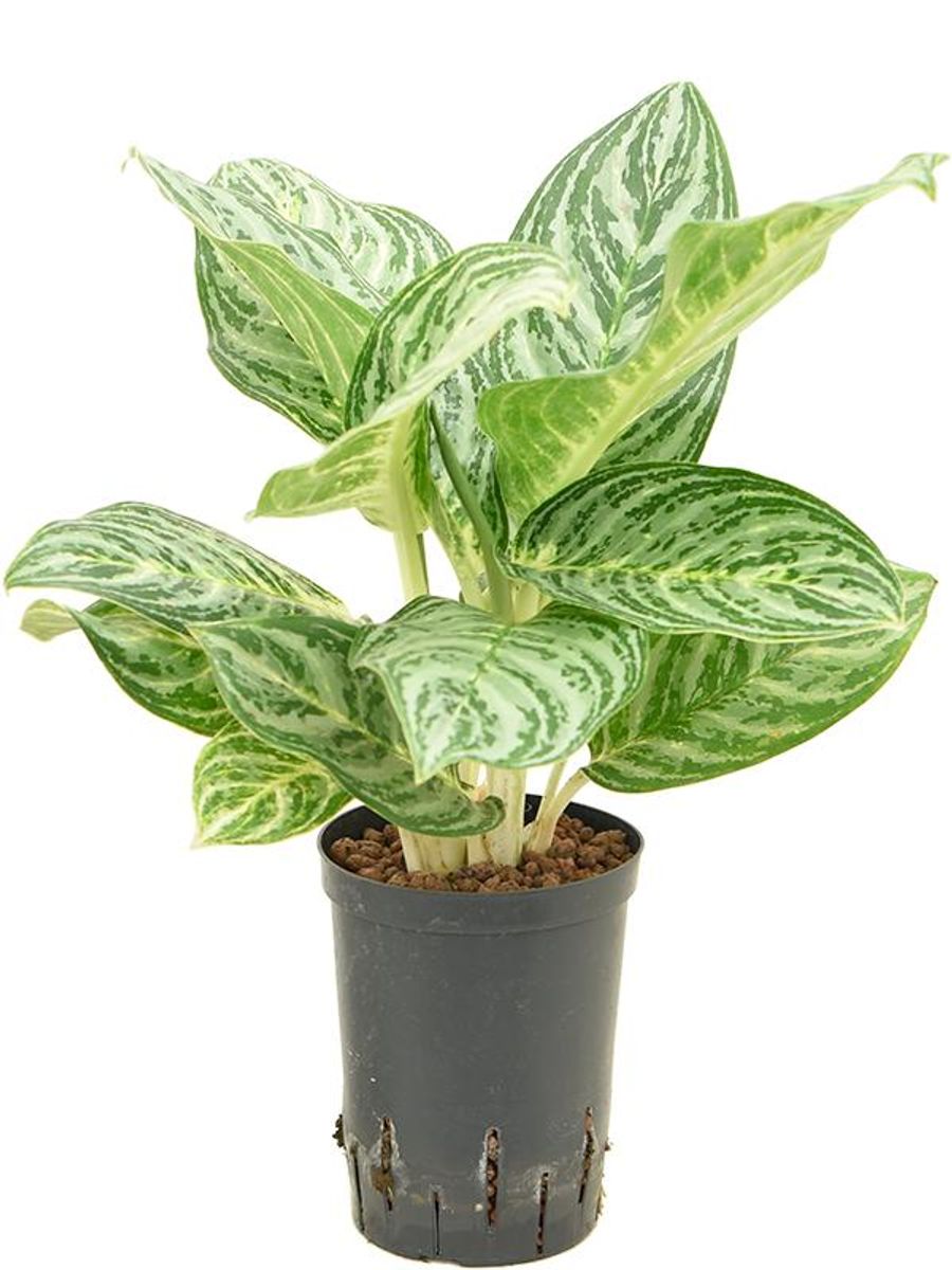 Aglaonema 'Golden Madonna' — Plant Wholesale FlorAccess