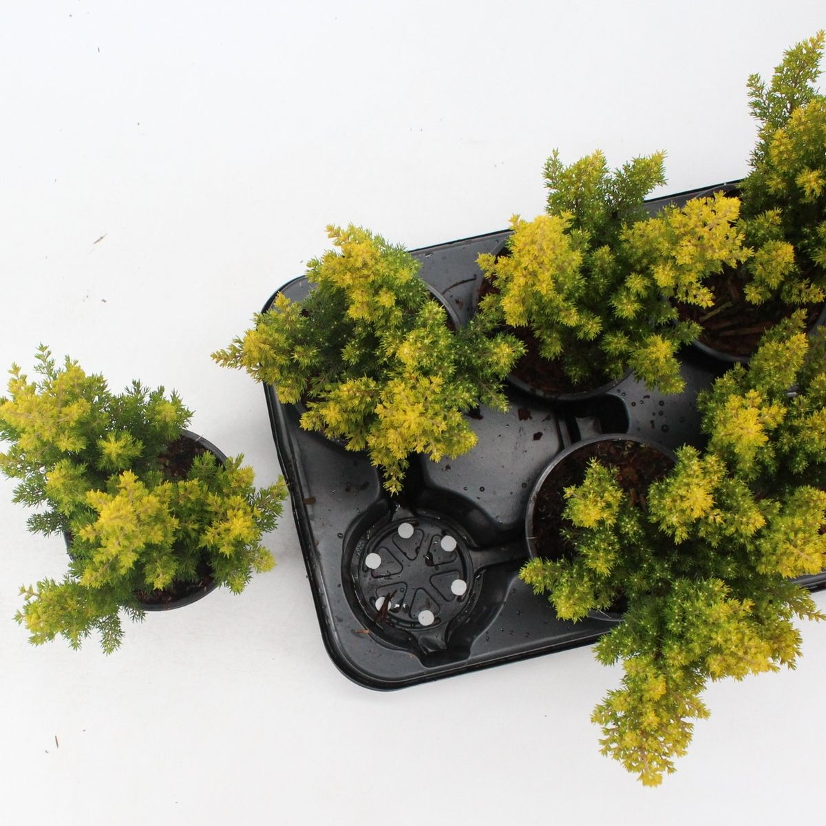 Erica arborea 'Estrella Gold' — Plant Wholesale FlorAccess