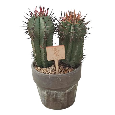 Euphorbia polygona — Plant Wholesale FlorAccess