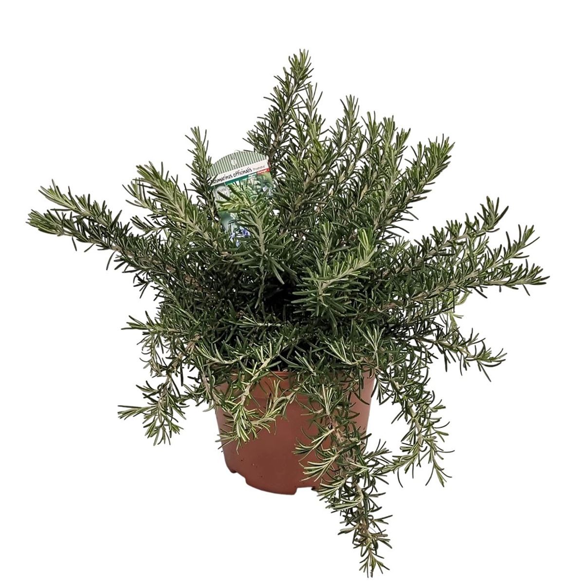 Rosmarinus officinalis 'Prostratus' — Plant Wholesale FlorAccess