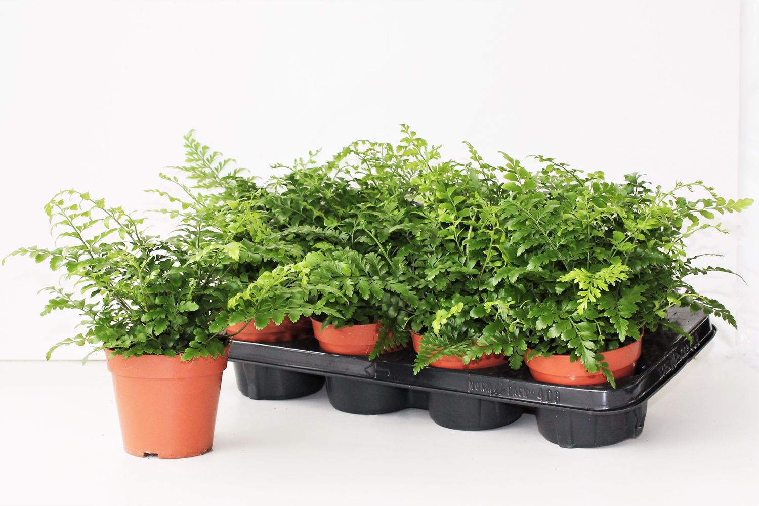 Asplenium 'Parvati' — Plant Wholesale FlorAccess