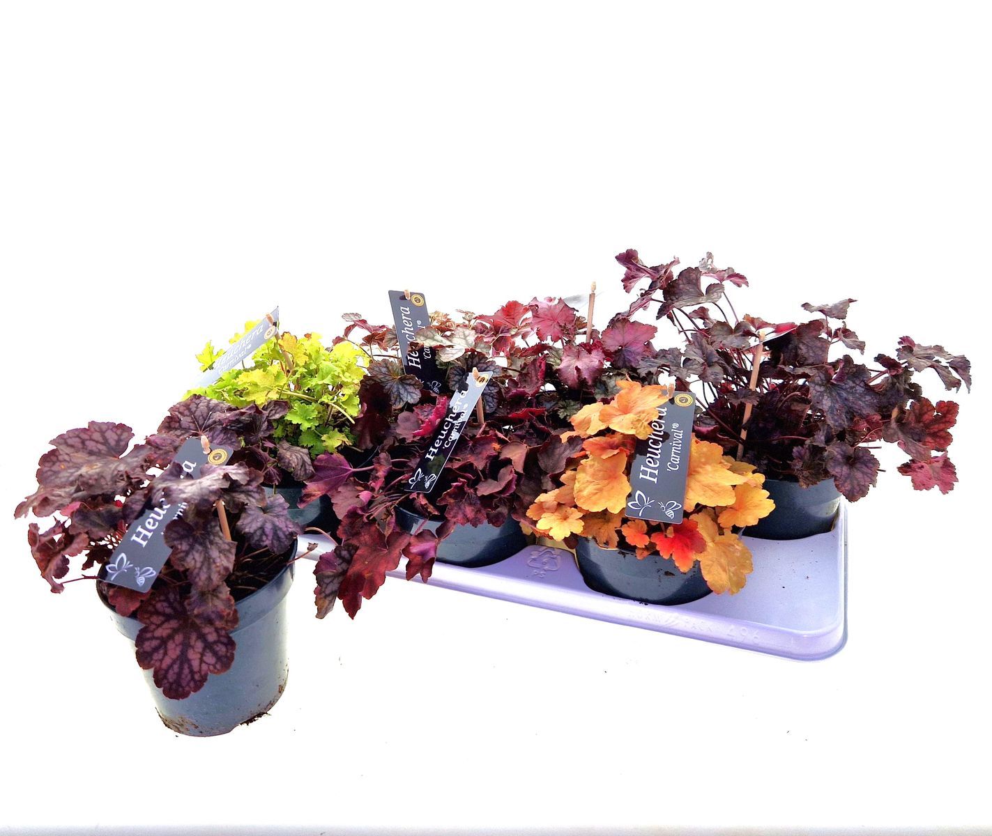 Heuchera CARNIVAL MIX — Plant Wholesale FlorAccess