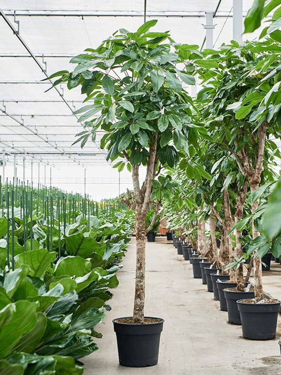 Schefflera actinophylla 'Amate' — Plant Wholesale FlorAccess