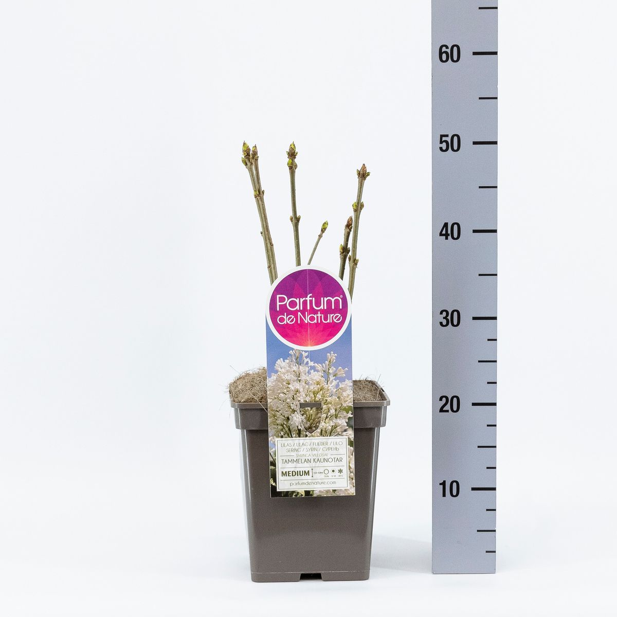 Syringa x henryi 'Tammelan Kaunotar' — Plant Wholesale FlorAccess