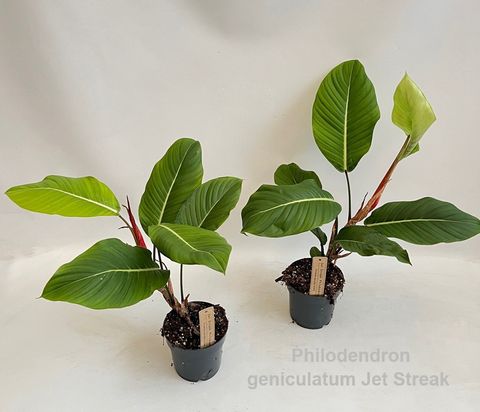 Philodendron geniculatum 'Jet Streak' — Plant Wholesale FlorAccess