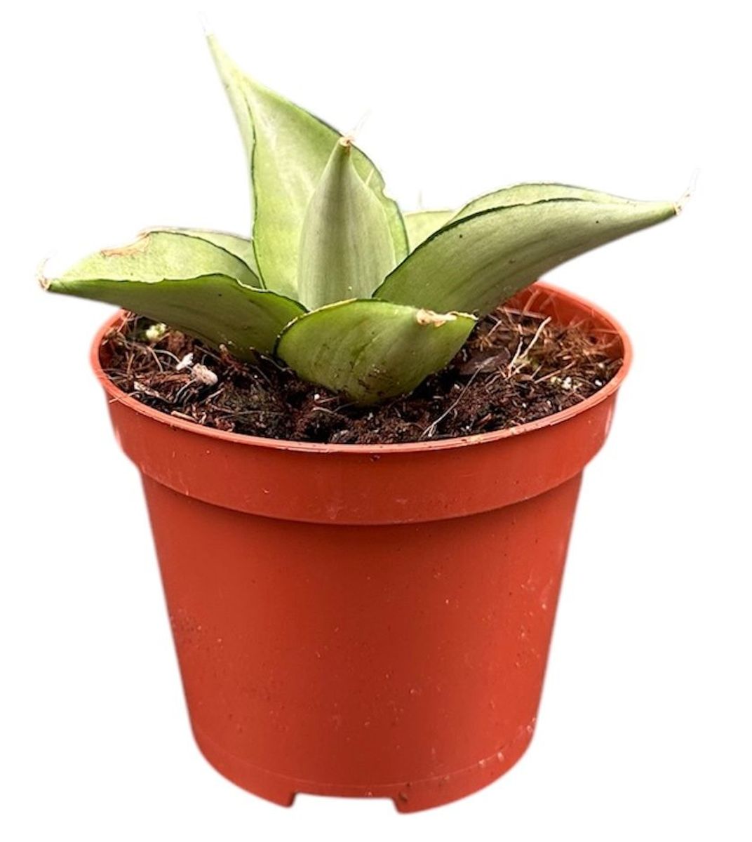 Sansevieria 'Manee Thawee' — Toptan Bitki Satışı FlorAccess