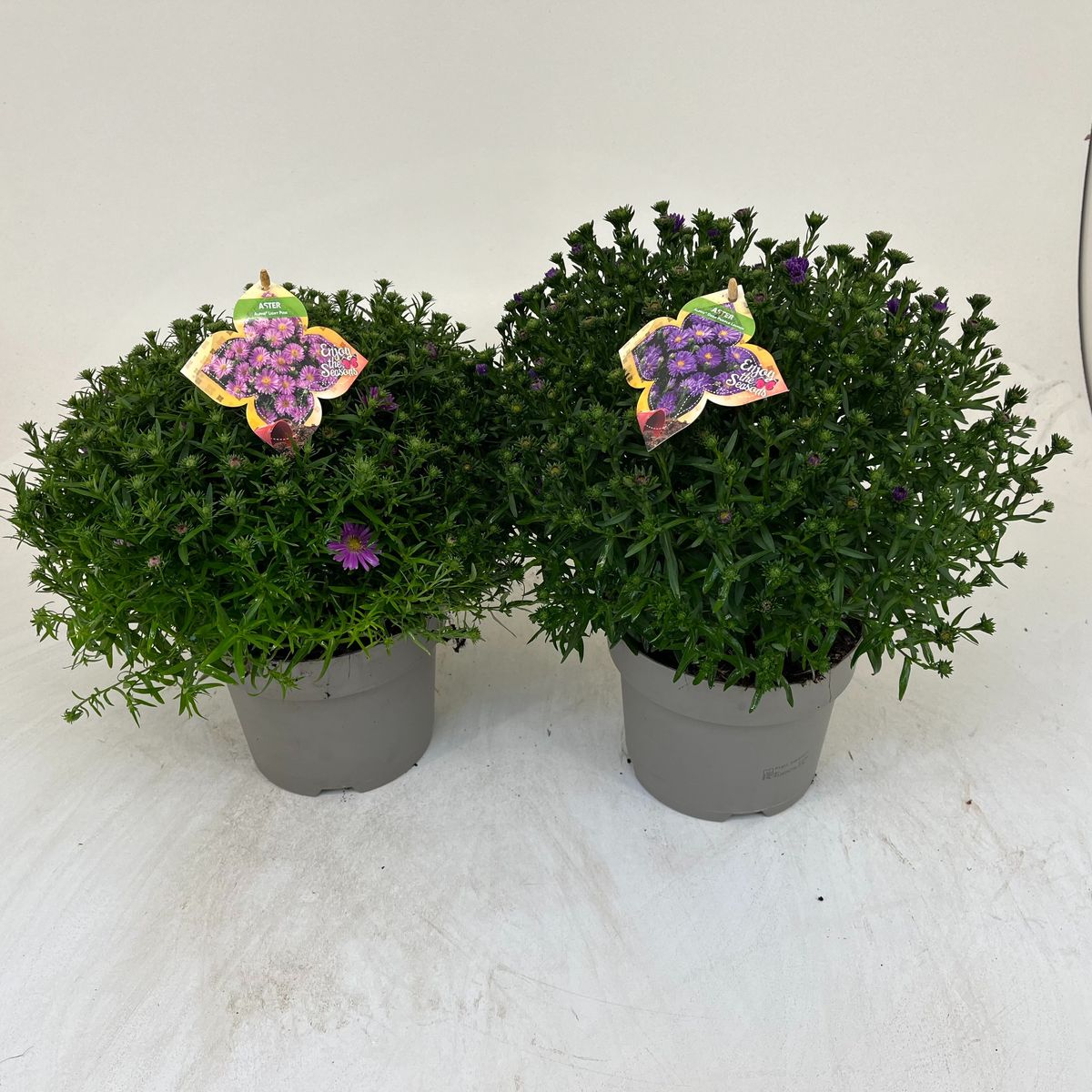 Aster ALPHA MIX — Plant Wholesale FlorAccess