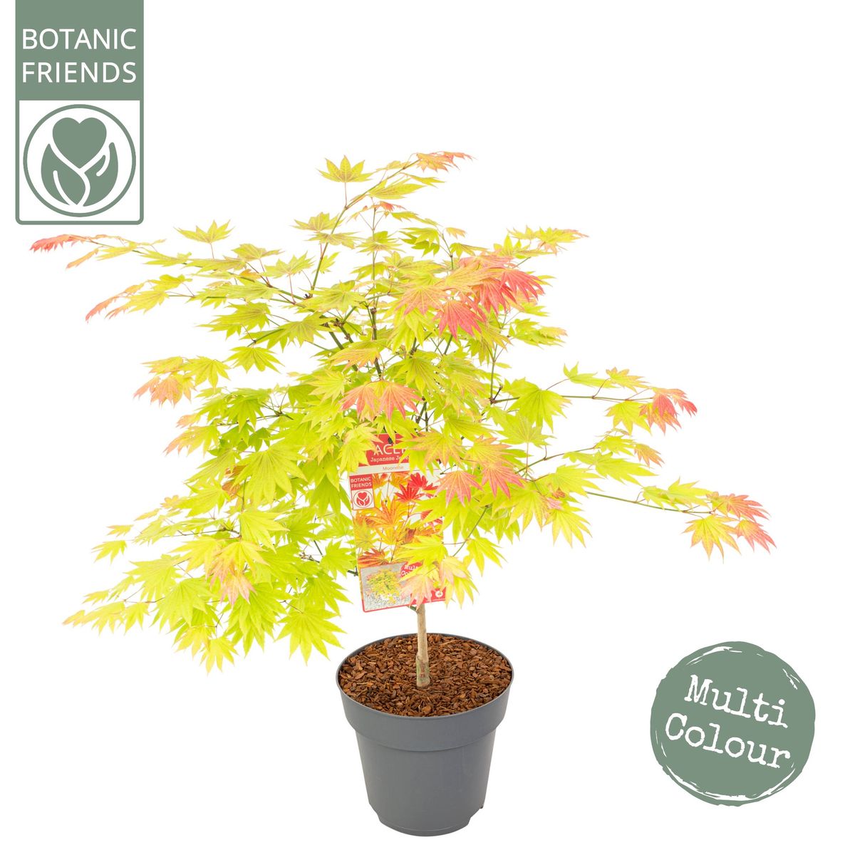 Acer shirasawanum MOONRISE — Plant Wholesale FlorAccess