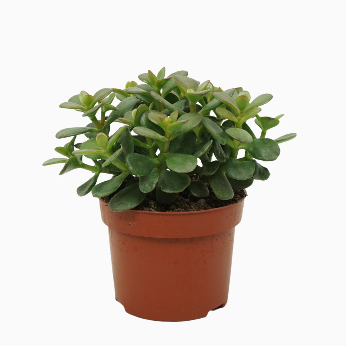 Crassula ovata 'Minor' — Plant Wholesale FlorAccess
