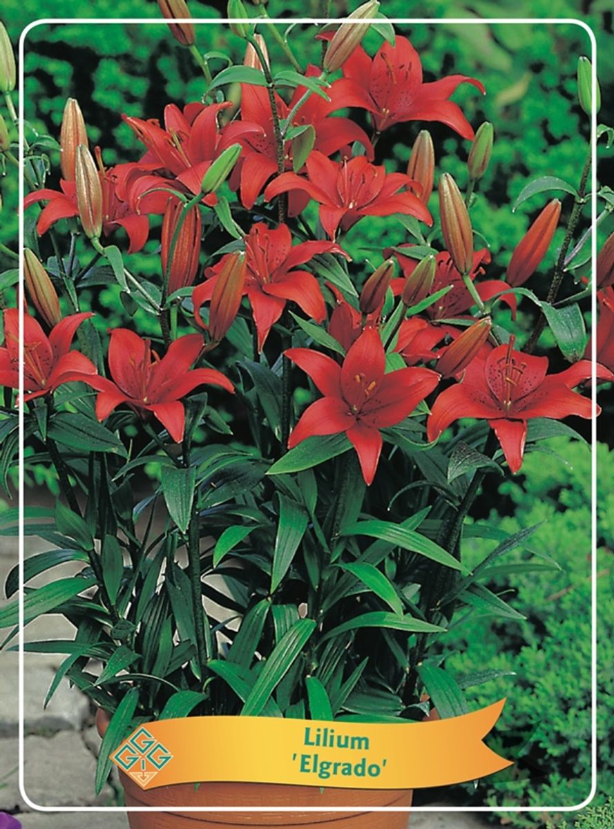 Lilium 'Elgrado' — Plant Wholesale FlorAccess