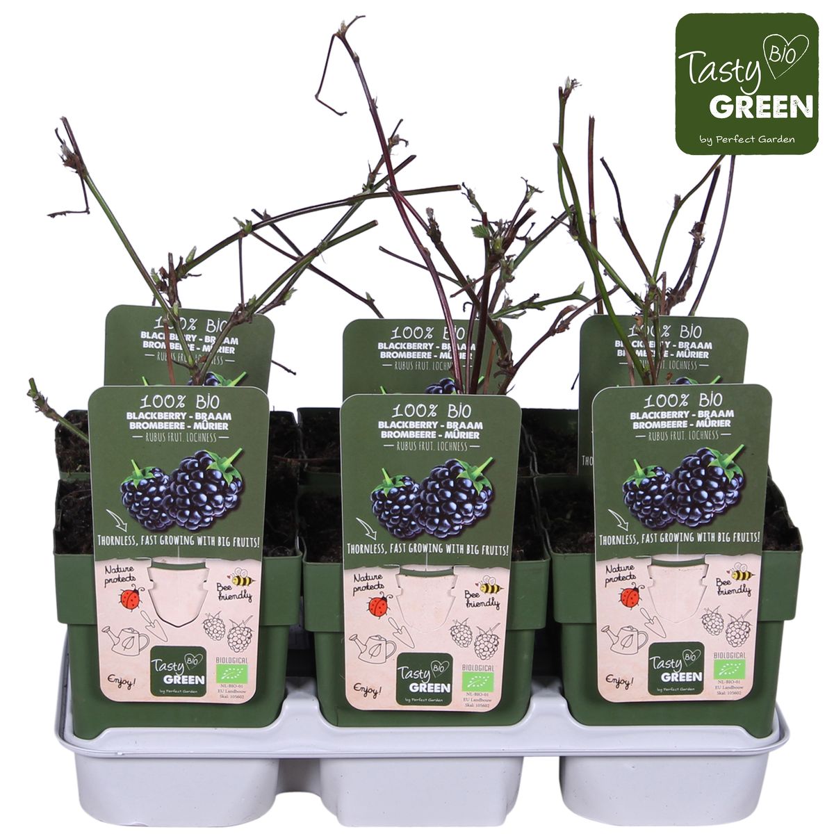 Rubus fruticosus 'Loch Ness' — Plant Wholesale FlorAccess