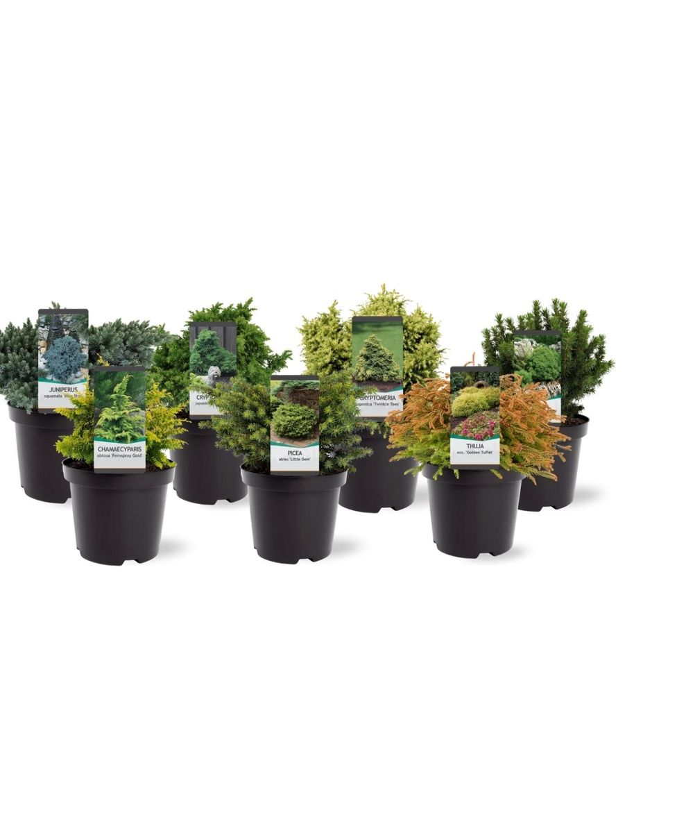Conifers MIX — Plant Wholesale FlorAccess
