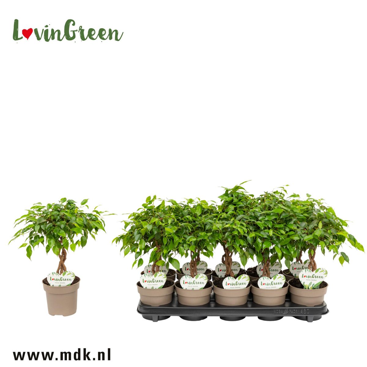 Ficus benjamina — Plant Wholesale FlorAccess