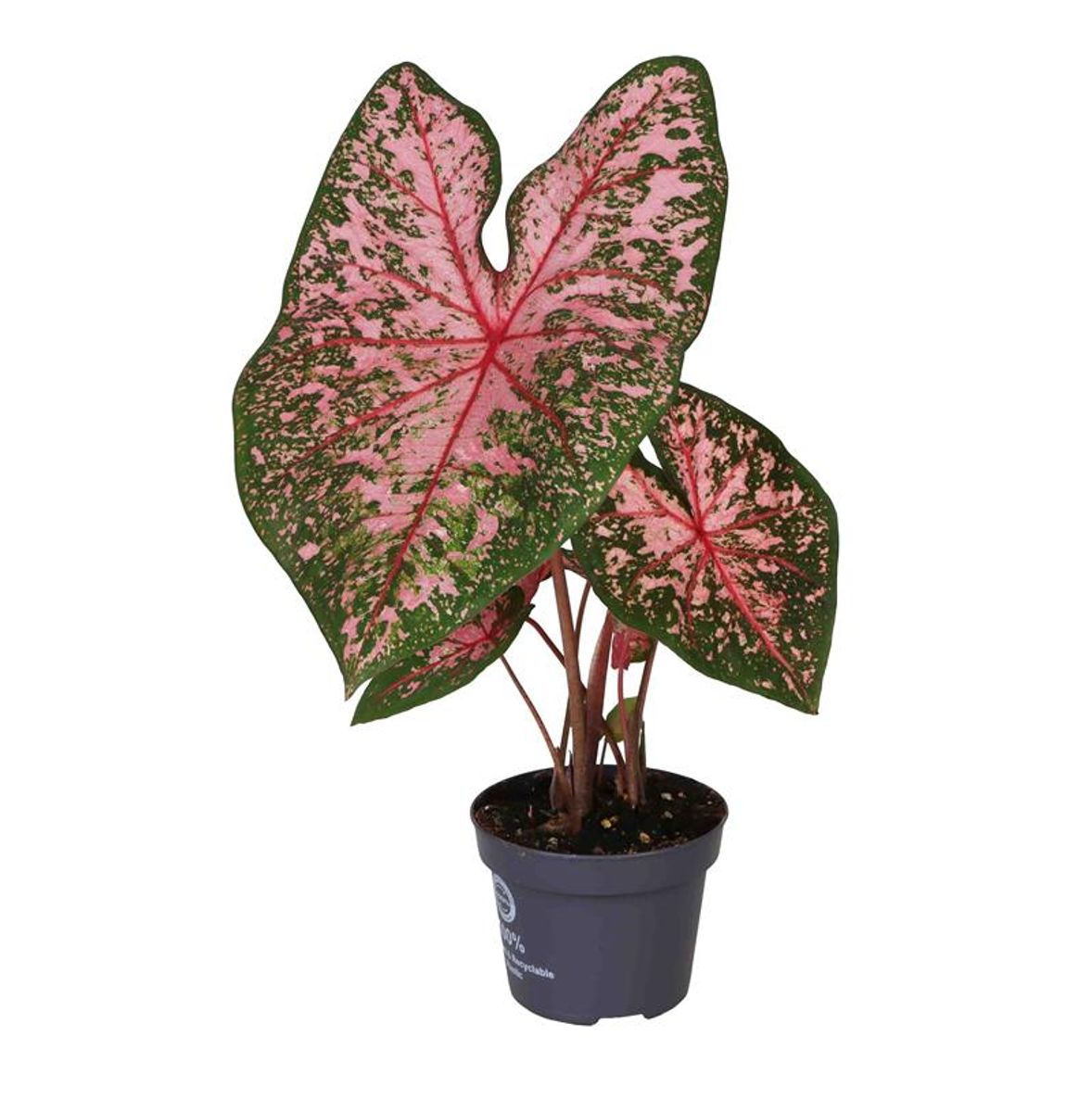 Caladium 'Pink Beauty' — Plant Wholesale FlorAccess