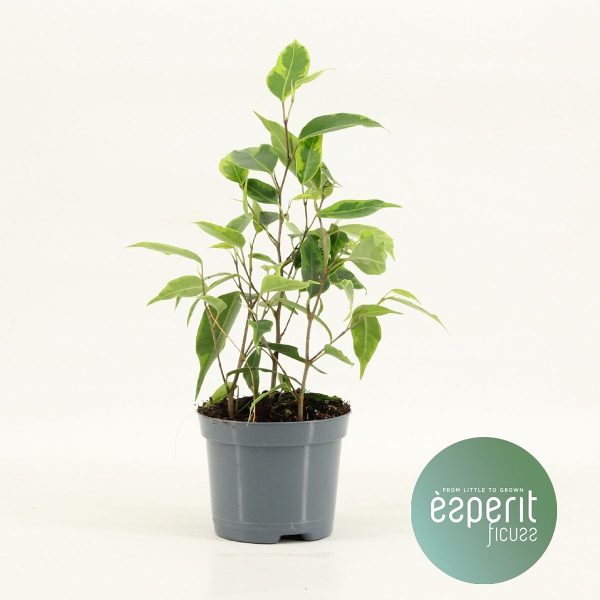 Ficus benjamina 'Regidan' — Plant Wholesale FlorAccess