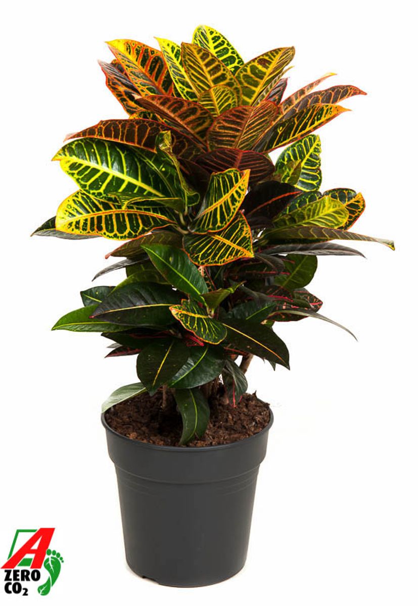 Codiaeum variegatum 'Petra' — Plant Wholesale FlorAccess