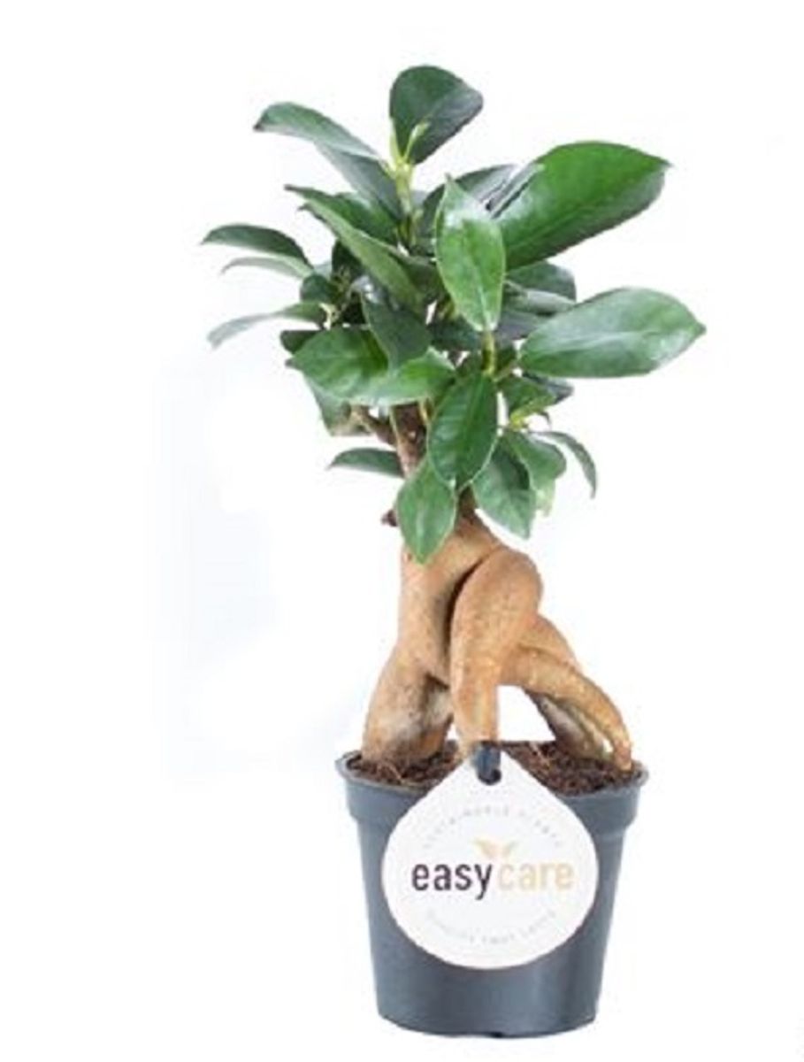Ficus microcarpa — Plant Wholesale FlorAccess