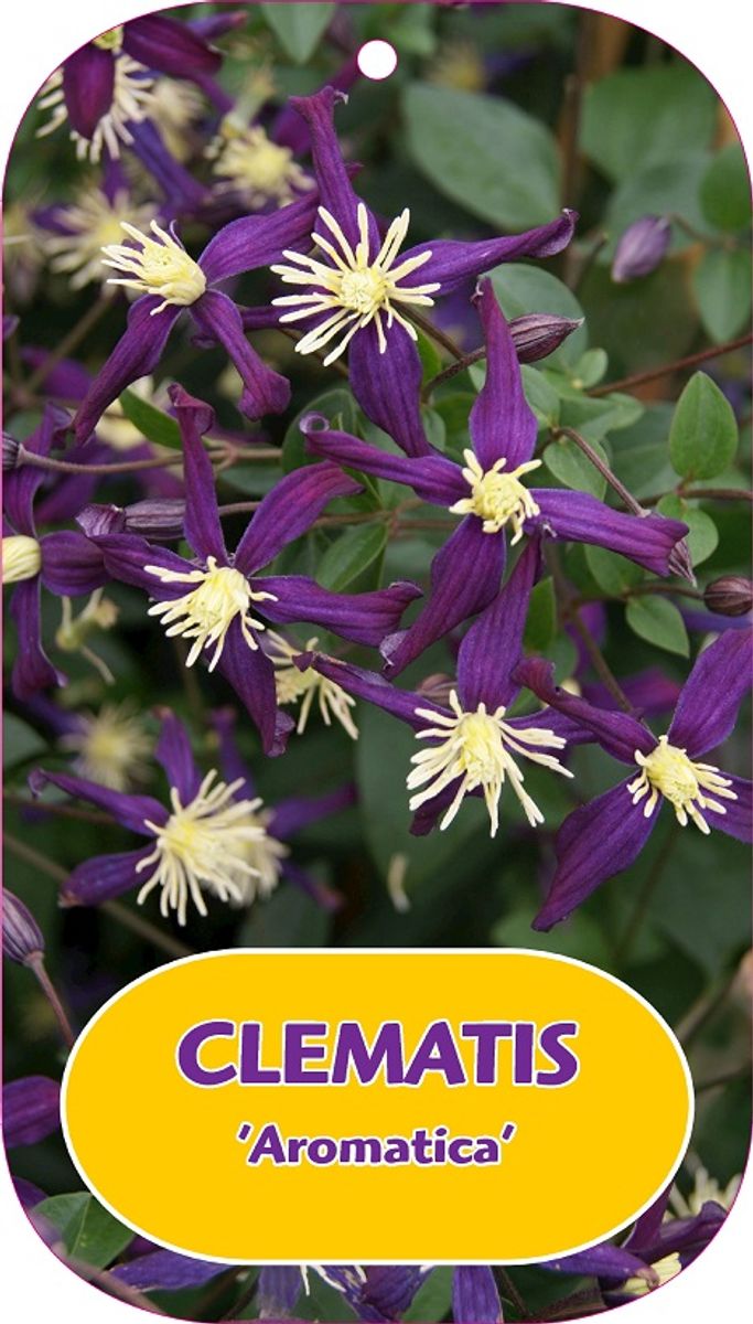 Clematis x aromatica — Plant Wholesale FlorAccess